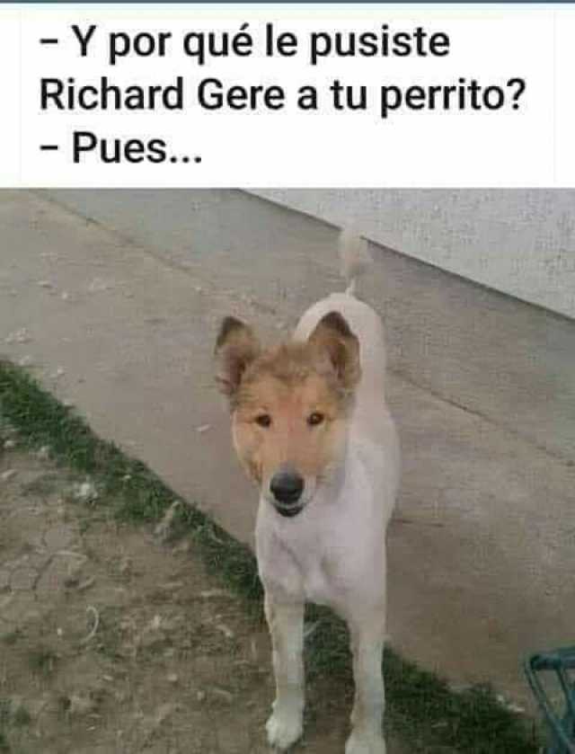 El perro Richard Gere - Jaidefinichon